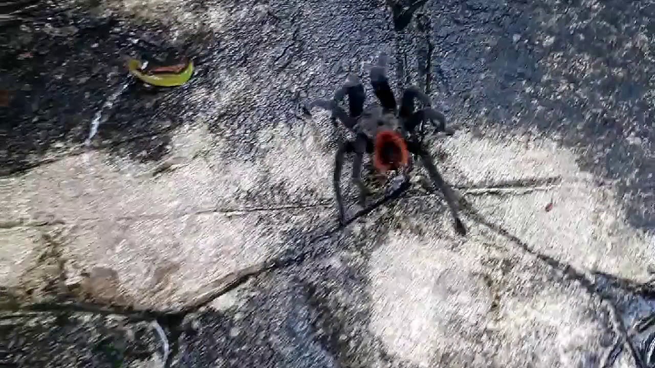 Tarantulas - Cancun Picnic